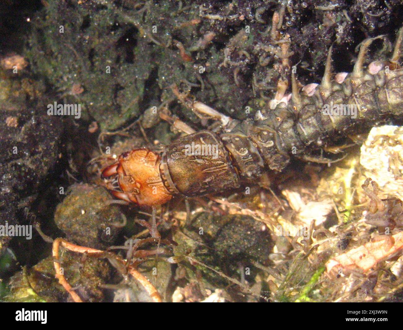 Western Dobsonfly (Corydalus texanus) Insecta Stock Photo - Alamy