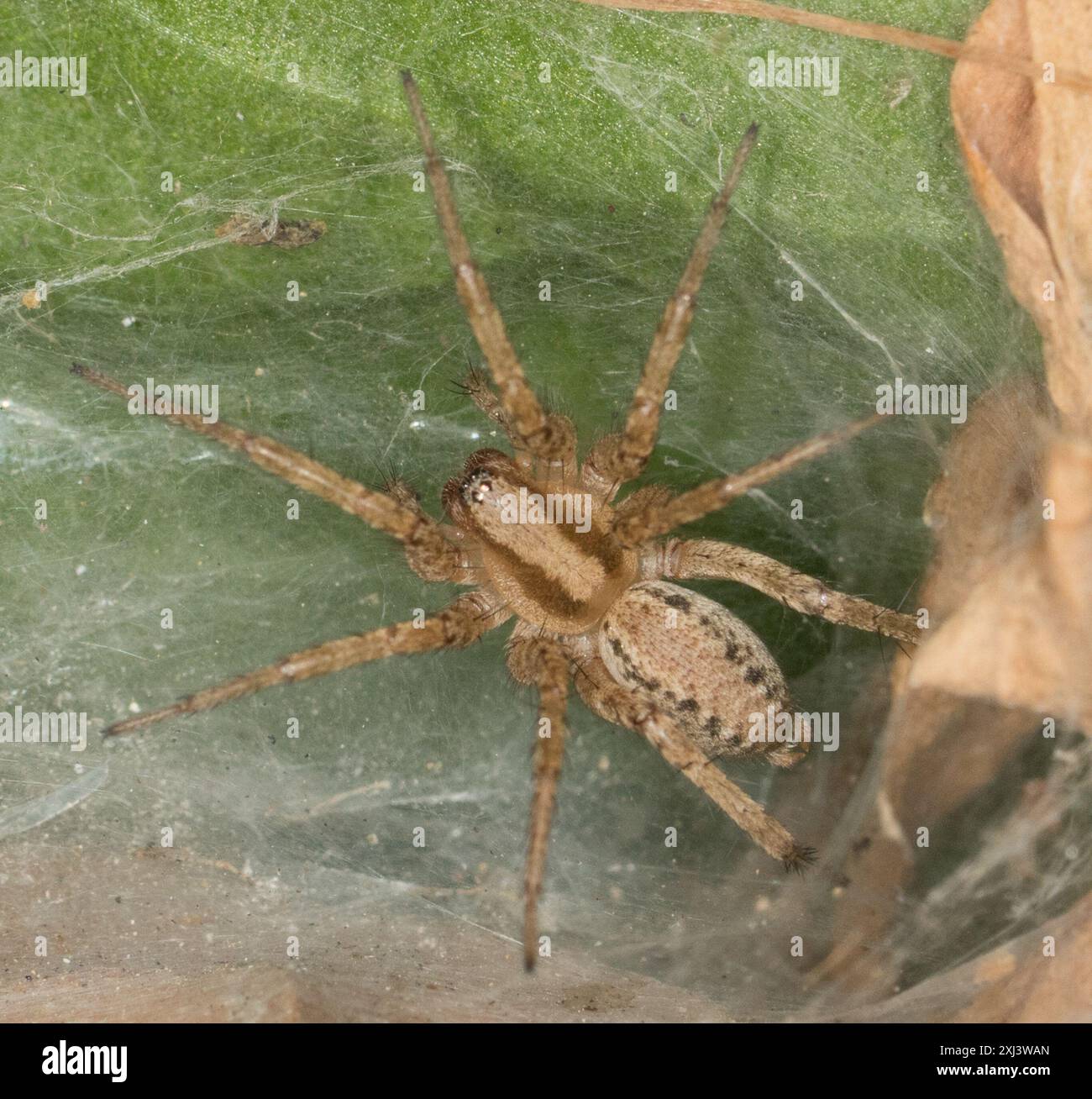 Funnel Weavers (Agelenidae) Arachnida Stock Photo - Alamy