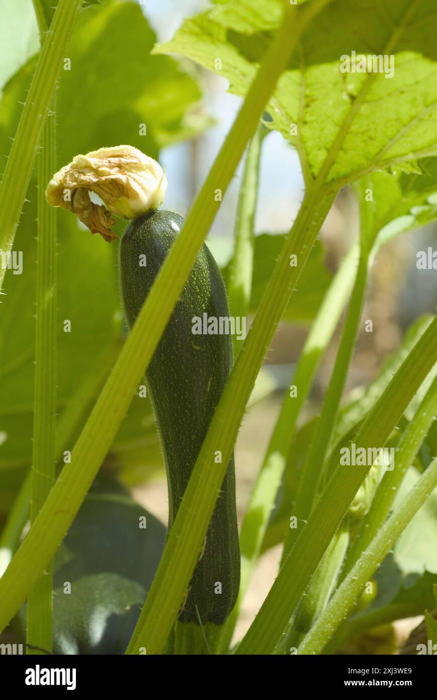 Courgette on plant hi-res stock photography and images - Alamy