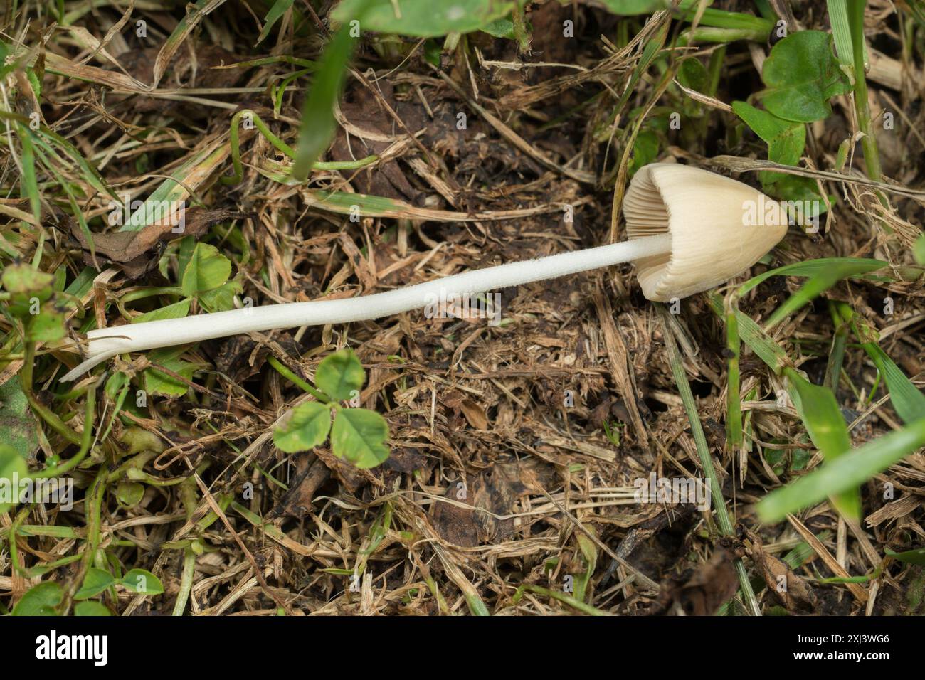 milky conecap (Conocybe apala) Fungi Stock Photo - Alamy