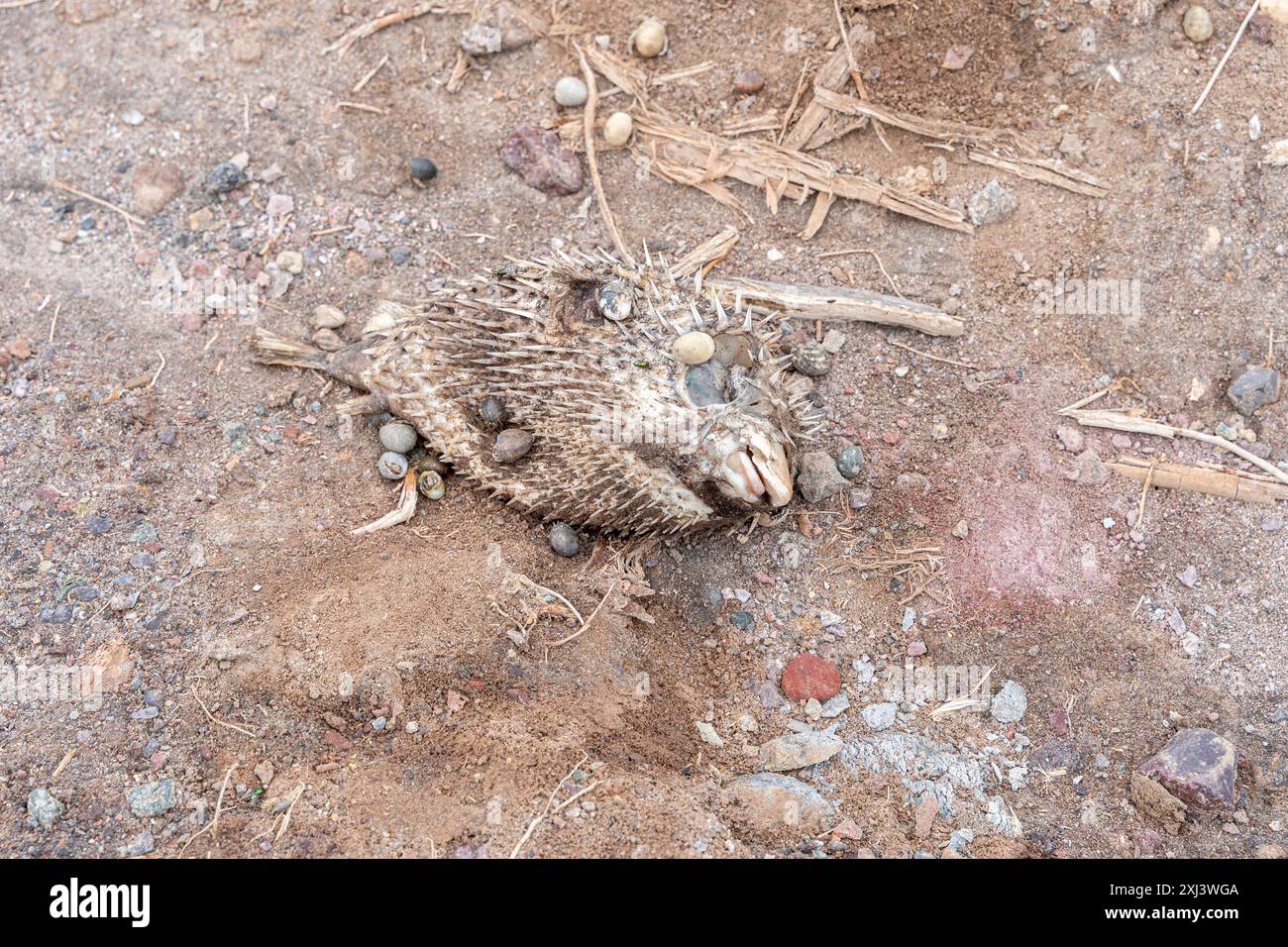 Dead pufferfish hi-res stock photography and images - Alamy