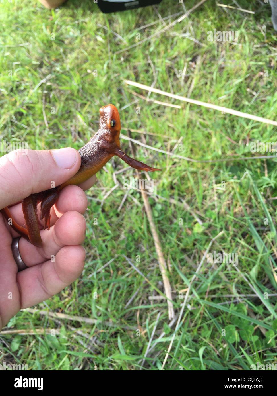 California Newt (Taricha torosa) Amphibia Stock Photo - Alamy