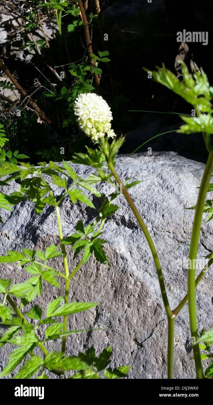 red baneberry (Actaea rubra) Plantae Stock Photo - Alamy