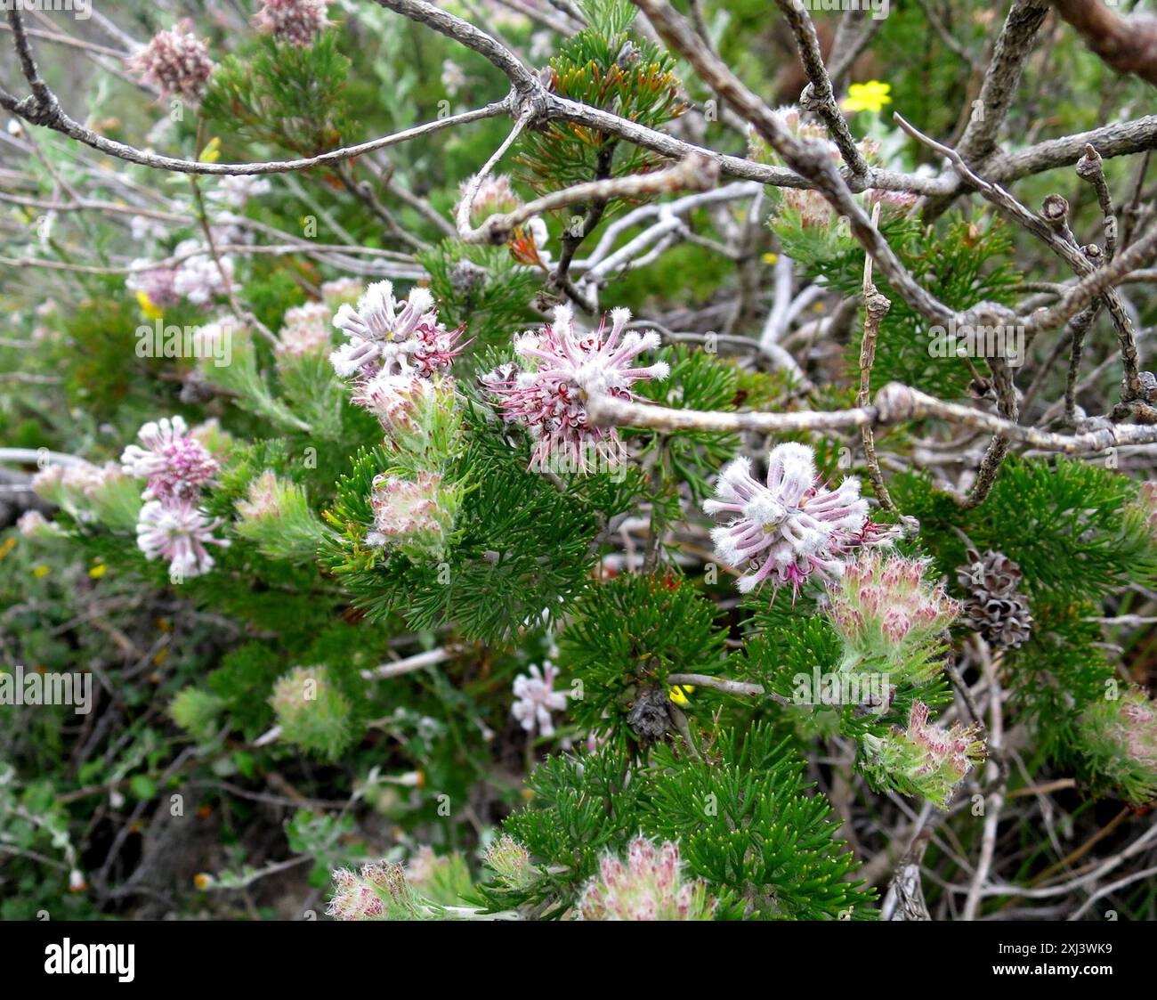 Bredasdorp Sceptre (Paranomus abrotanifolius) Plantae Stock Photo - Alamy