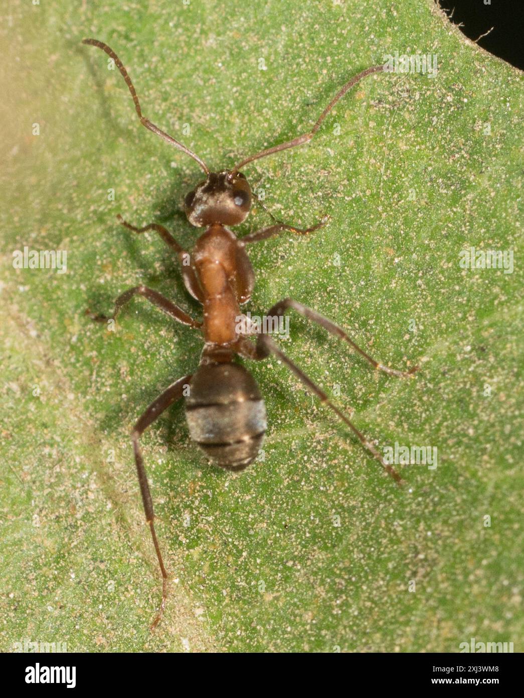 fusca-group Field Ants and Allies (Formica fusca) Insecta Stock Photo ...