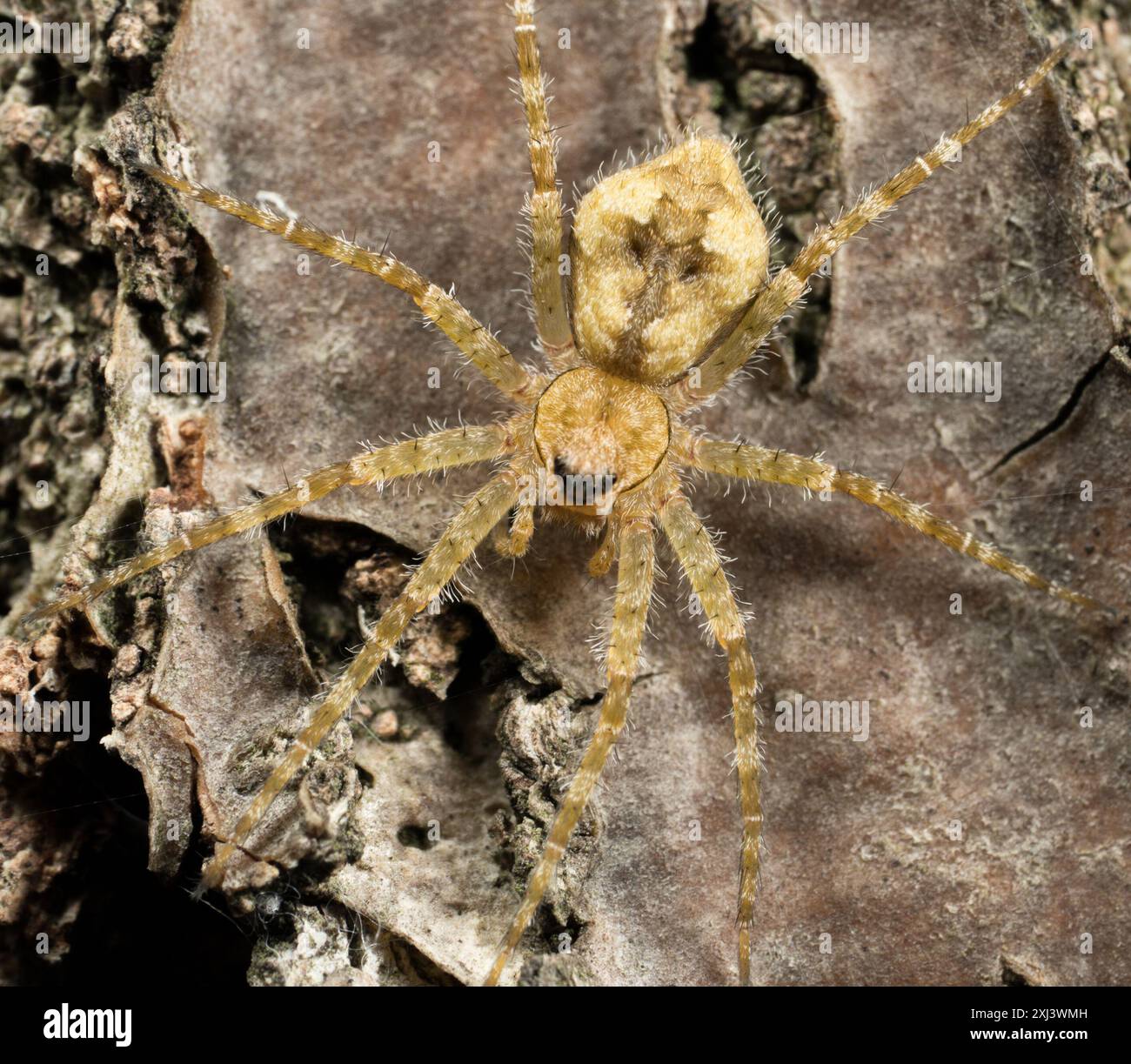 White-banded Fishing Spider (Dolomedes albineus) Arachnida Stock Photo ...