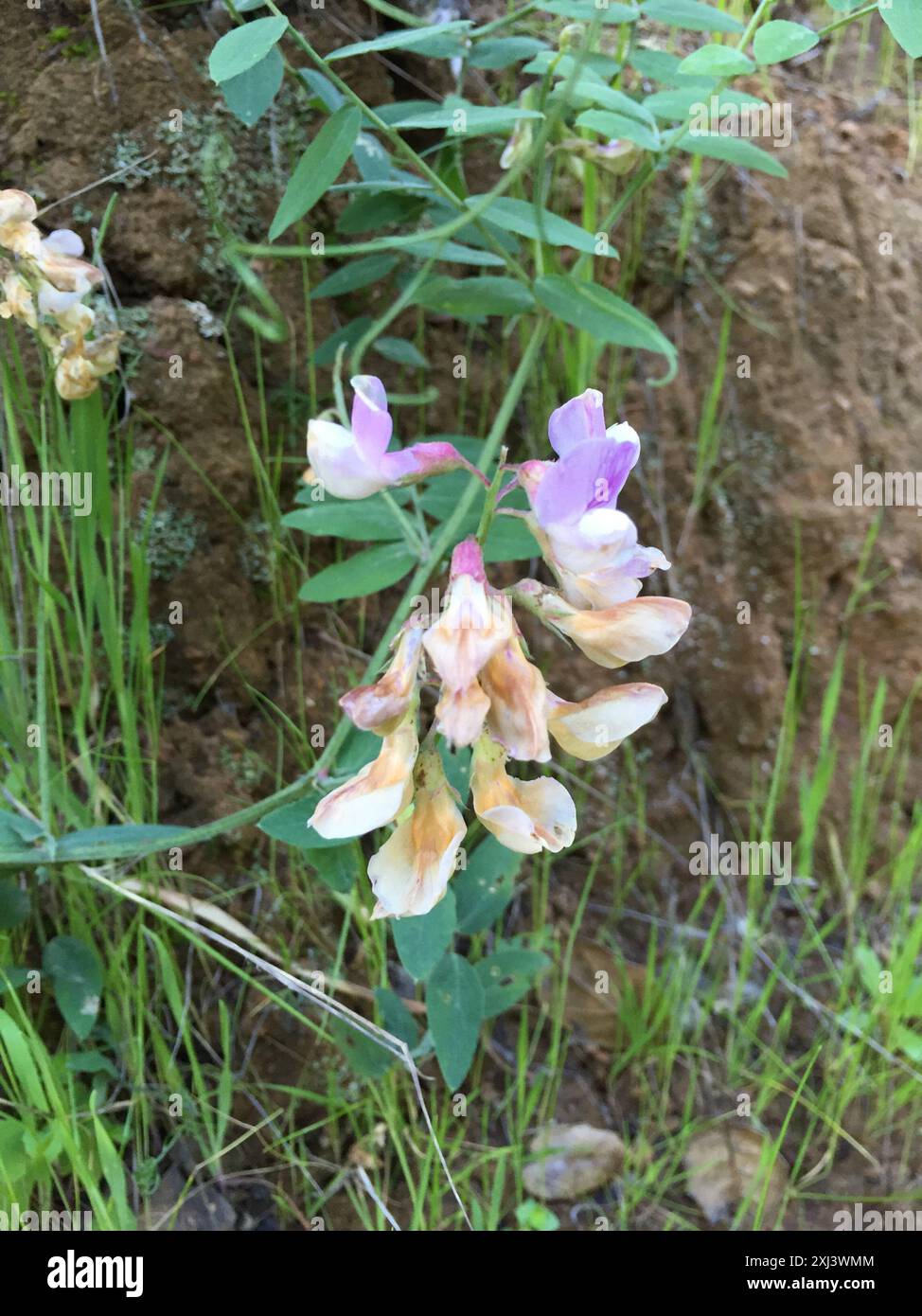 Pacific pea (Lathyrus vestitus) Plantae Stock Photo - Alamy
