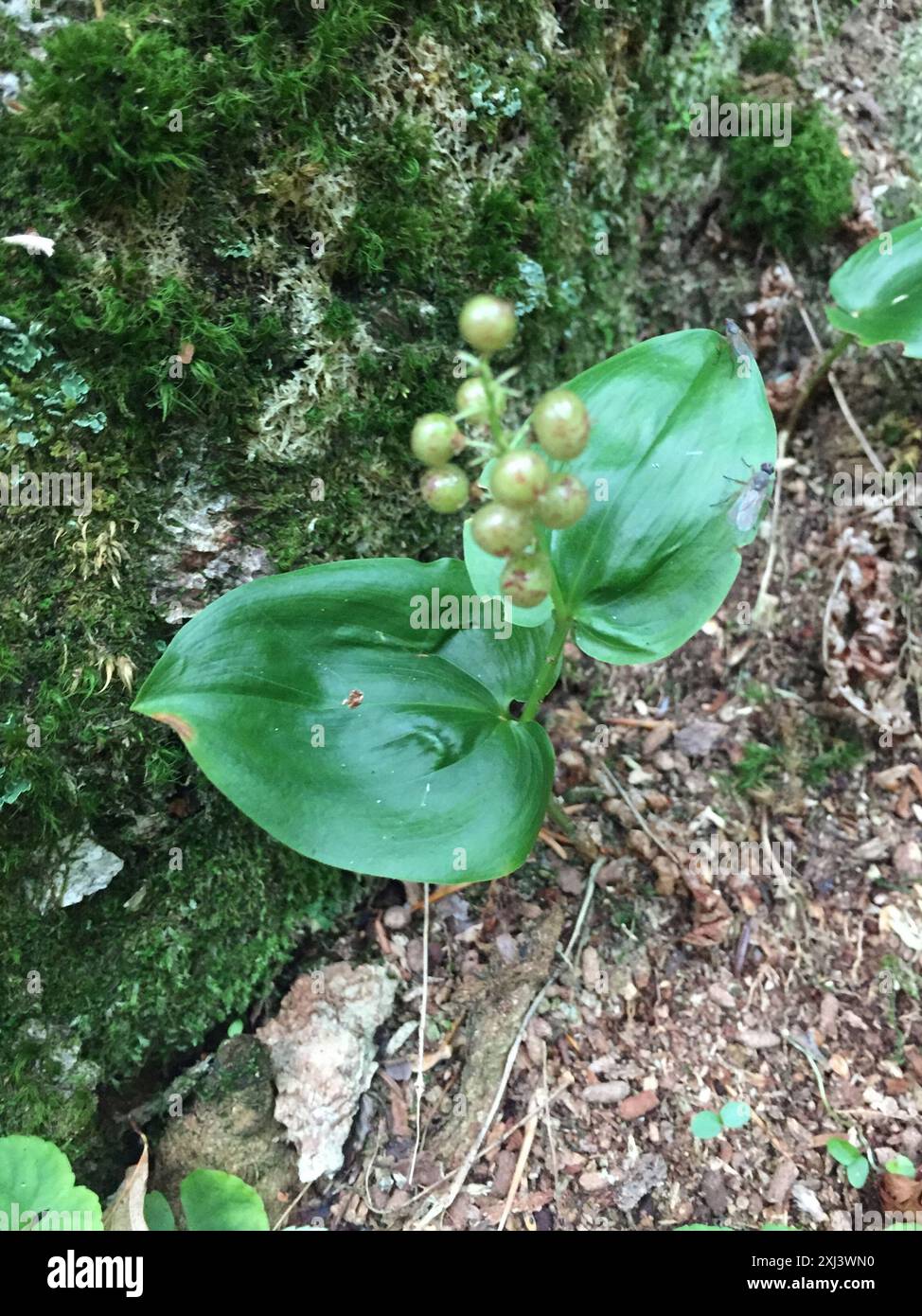 Canada mayflower (Maianthemum canadense) Plantae Stock Photo - Alamy