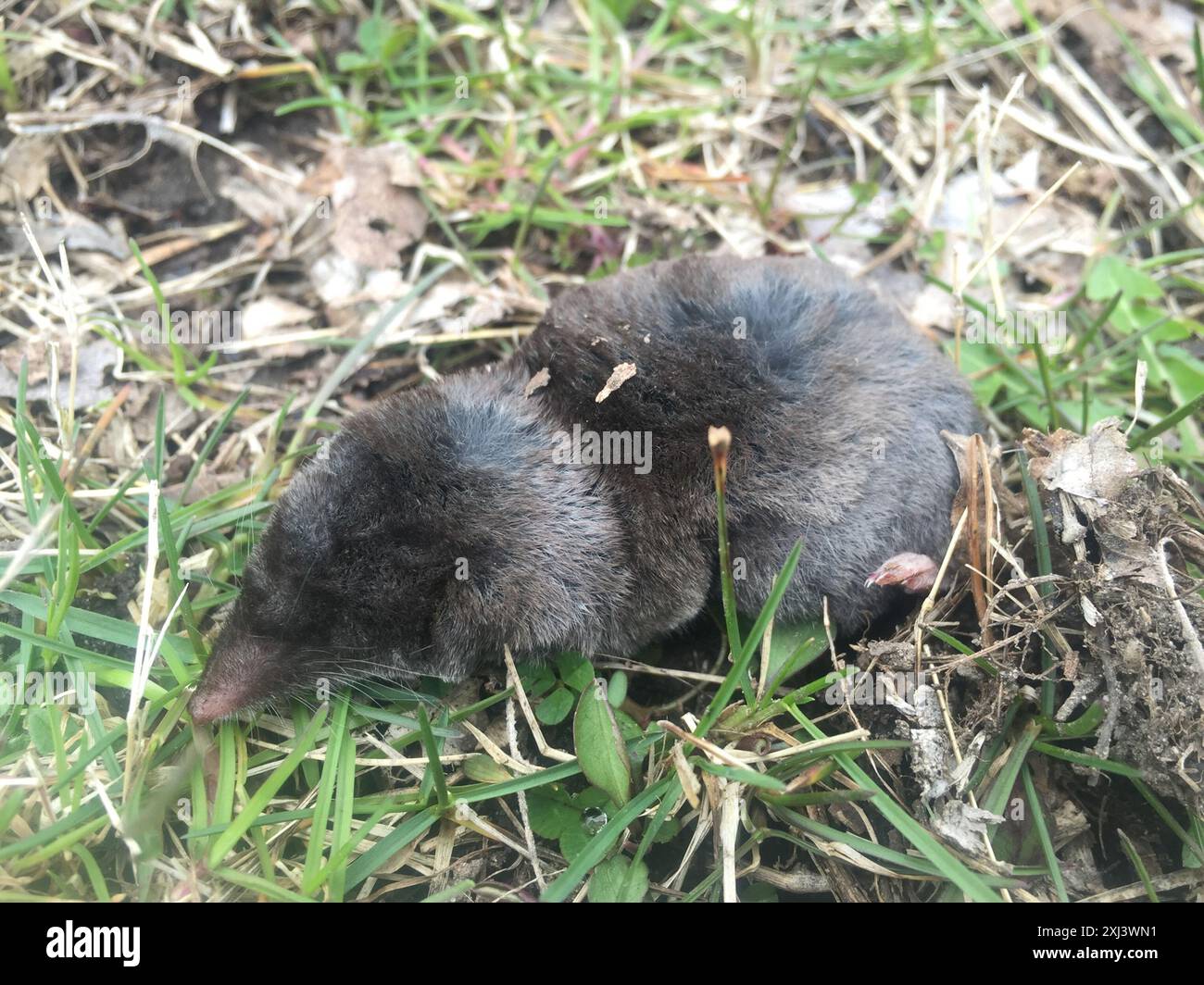 Short tailed shrew hi-res stock photography and images - Alamy