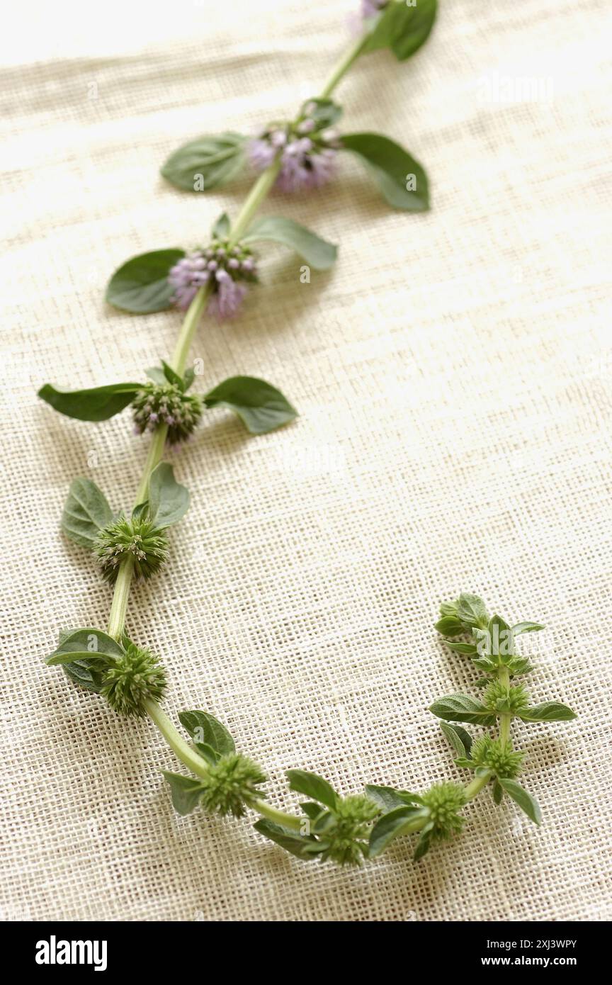 Wild fresh mint Stock Photo - Alamy