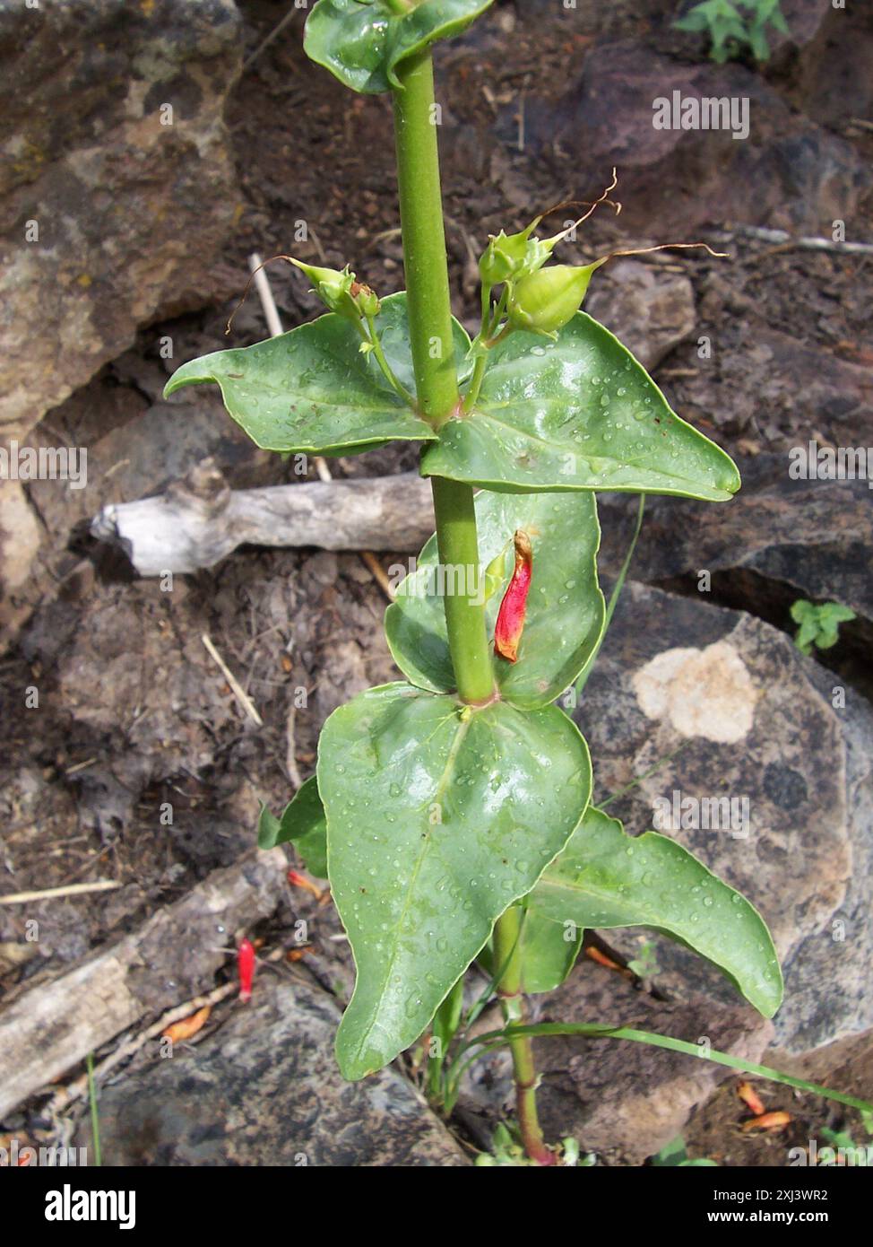 firecracker penstemon (Penstemon eatonii) Plantae Stock Photo - Alamy