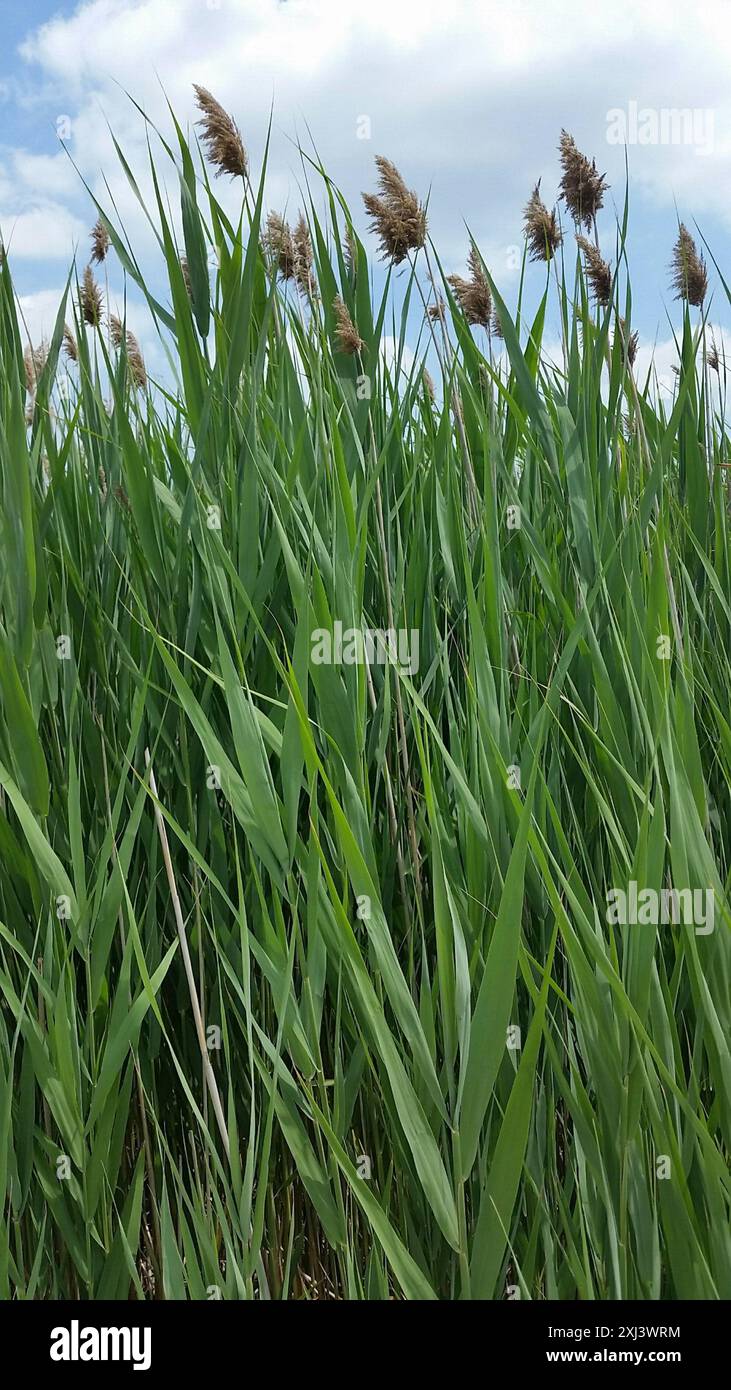 common reed (Phragmites australis) Plantae Stock Photo - Alamy