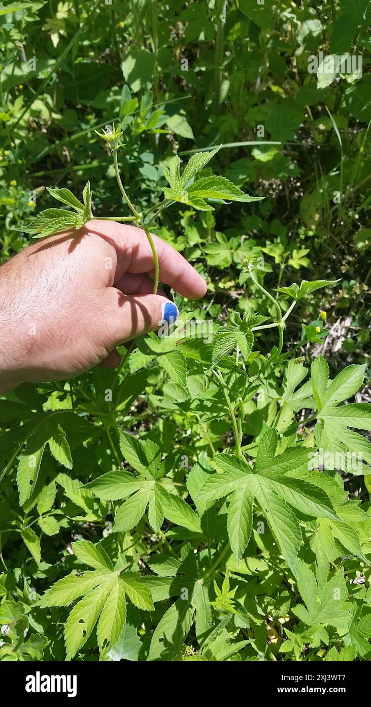 Japanese Hops (Humulus scandens) Plantae Stock Photo - Alamy