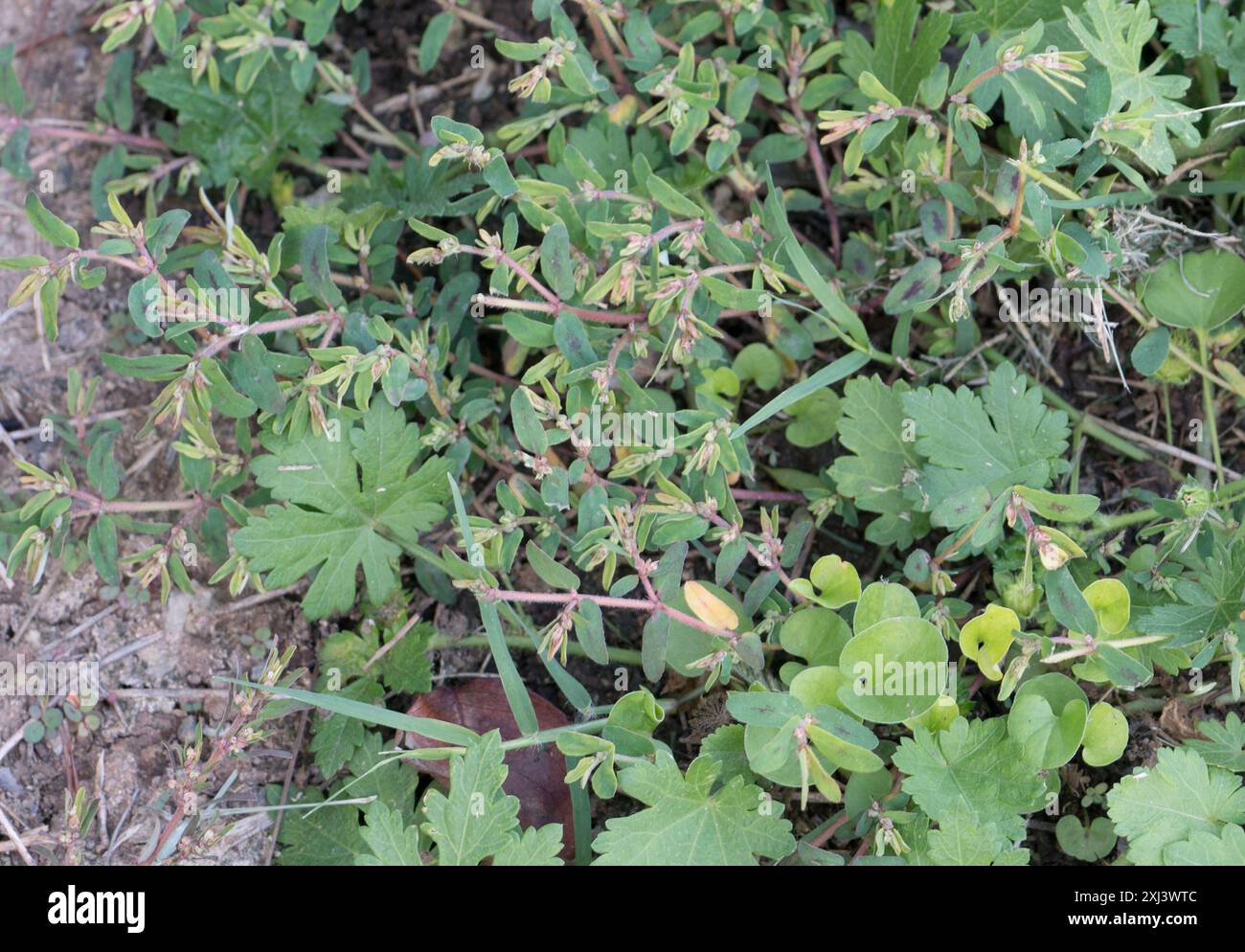 Spotted spurge (Euphorbia maculata) Plantae Stock Photo - Alamy