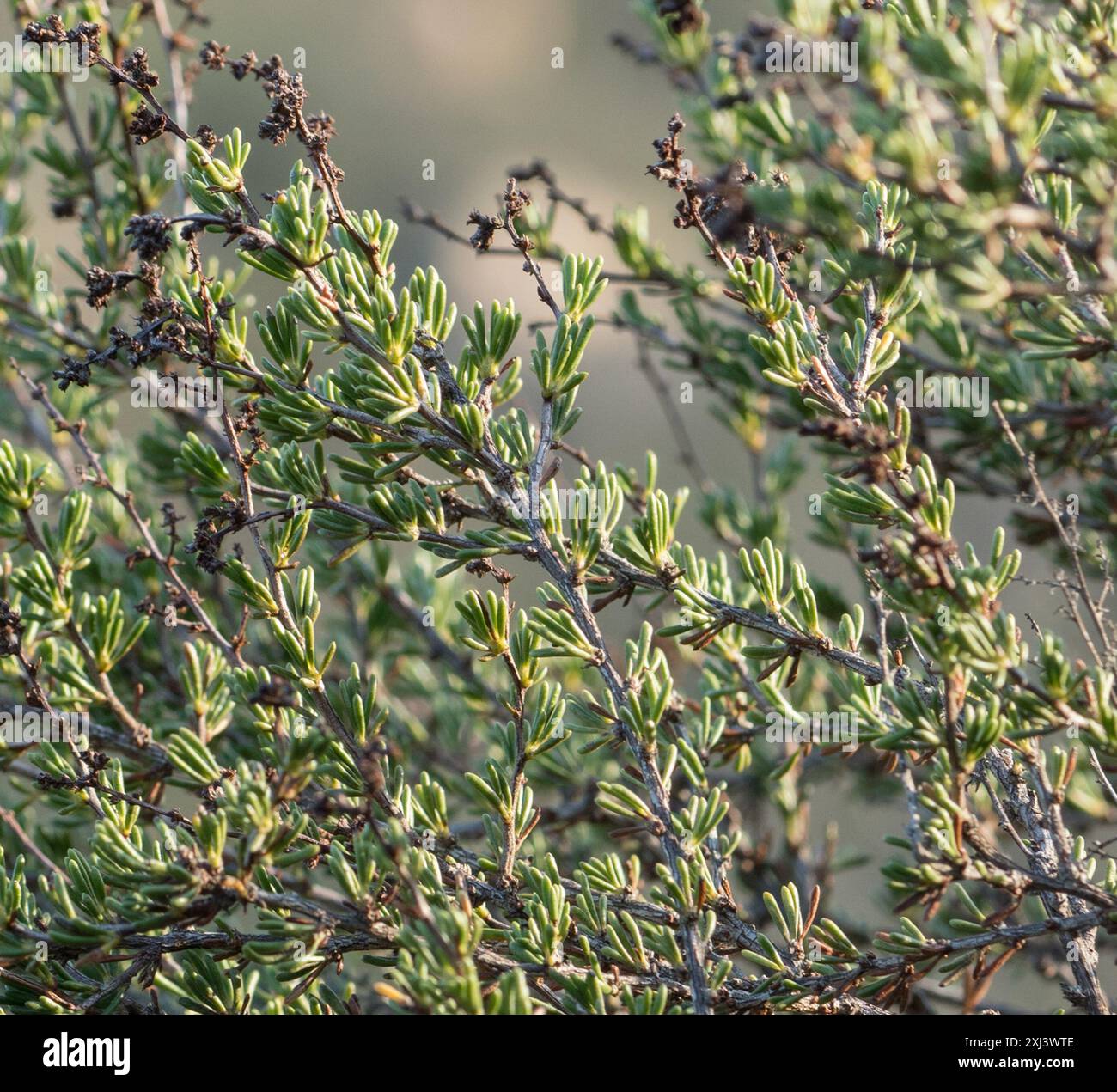 chamise (Adenostoma fasciculatum) Plantae Stock Photo - Alamy