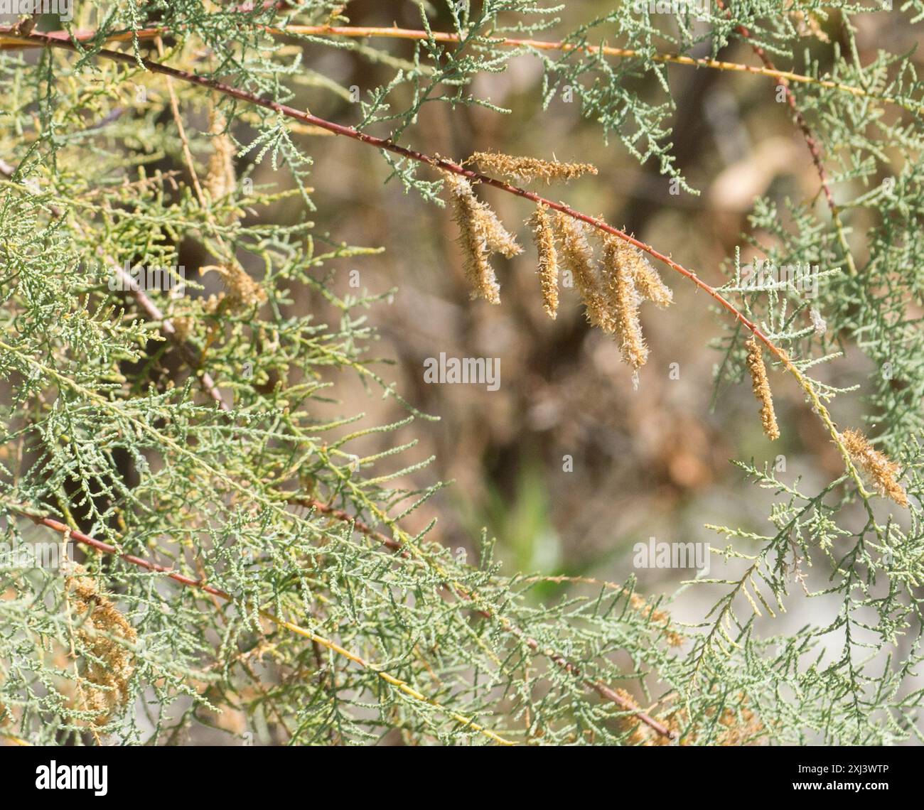 saltcedar (Tamarix ramosissima) Plantae Stock Photo - Alamy