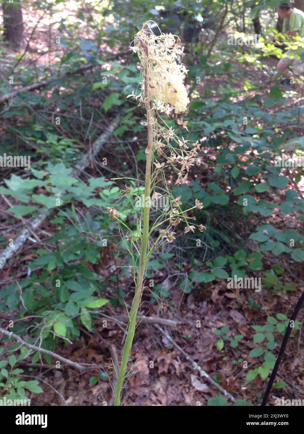 Turkey beard (Xerophyllum asphodeloides) Plantae Stock Photo - Alamy
