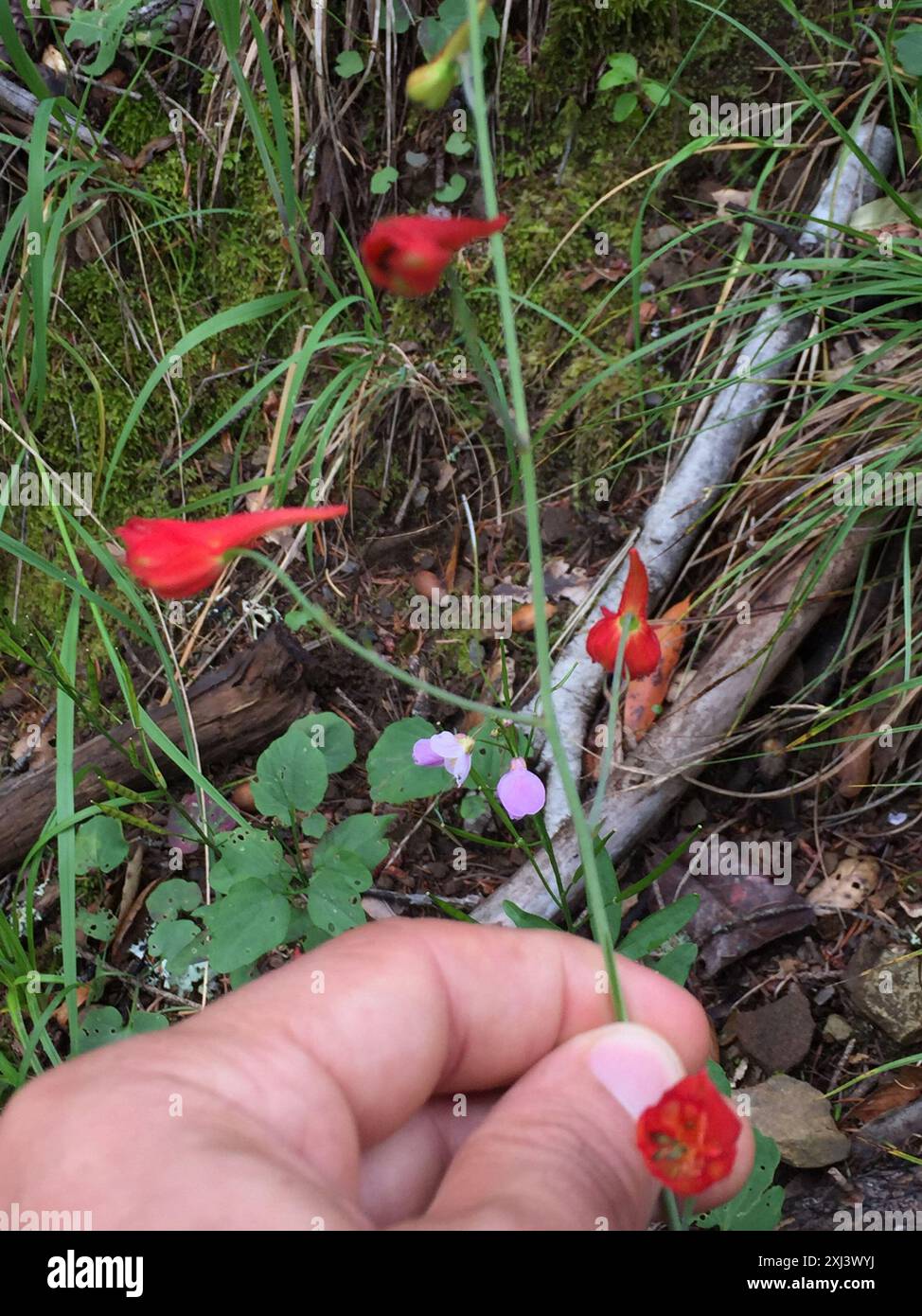 Red larkspur (Delphinium nudicaule) Plantae Stock Photo - Alamy