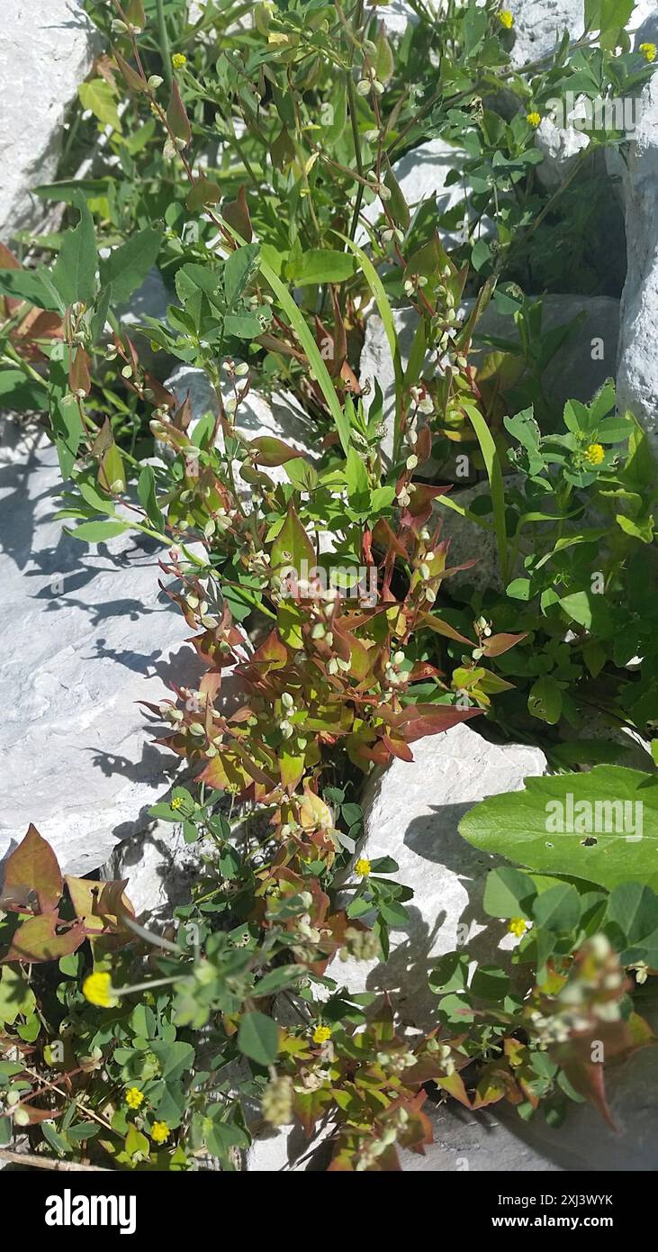 Black-bindweed (Fallopia convolvulus) Plantae Stock Photo - Alamy