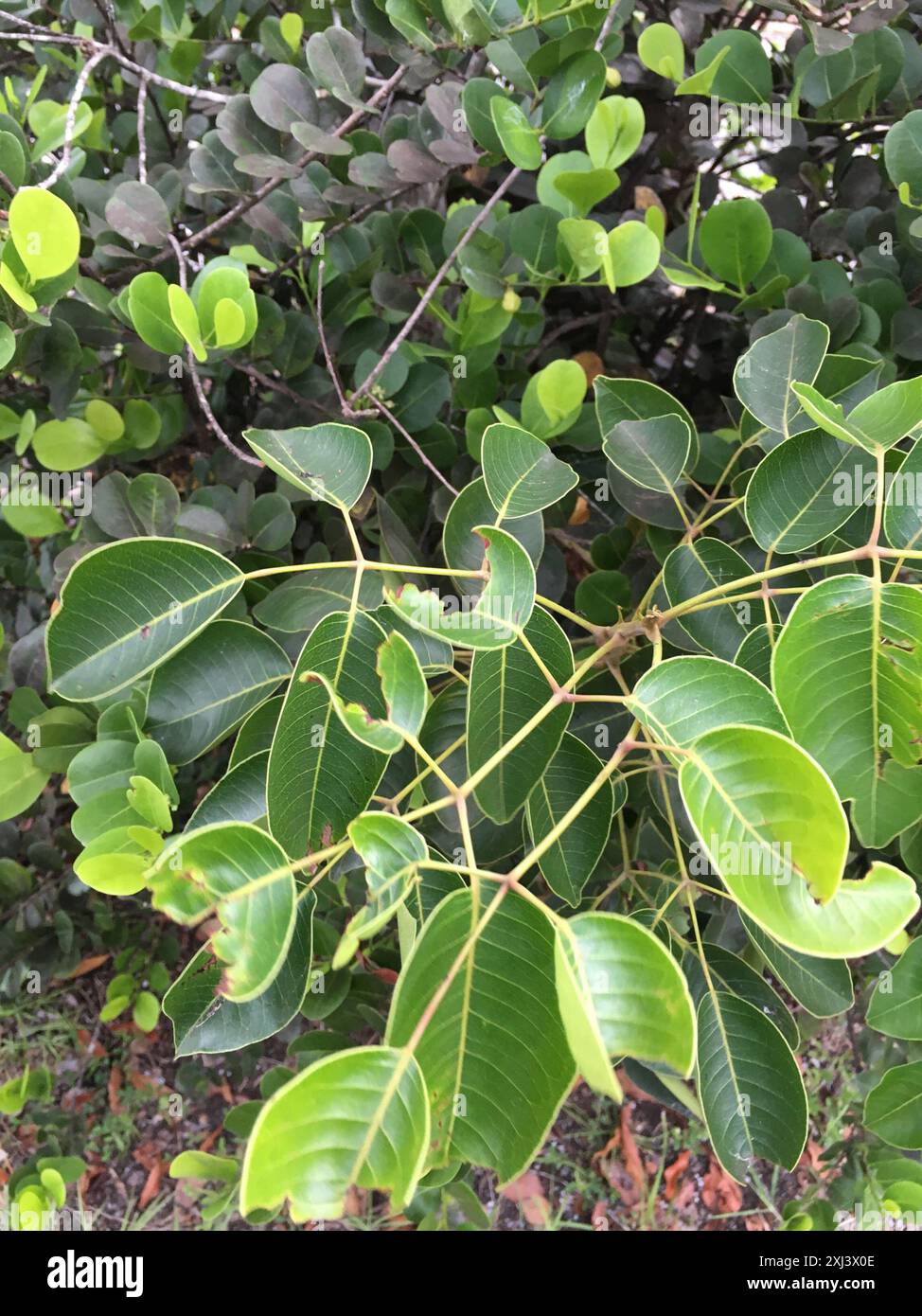 Poisonwood (Metopium toxiferum) Plantae Stock Photo - Alamy