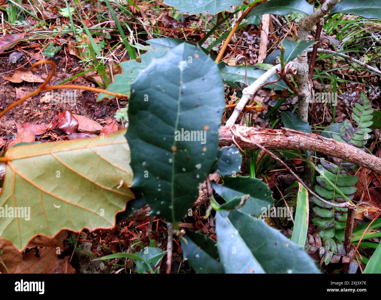 Forest Saffron (Elaeodendron croceum) Plantae Stock Photo - Alamy