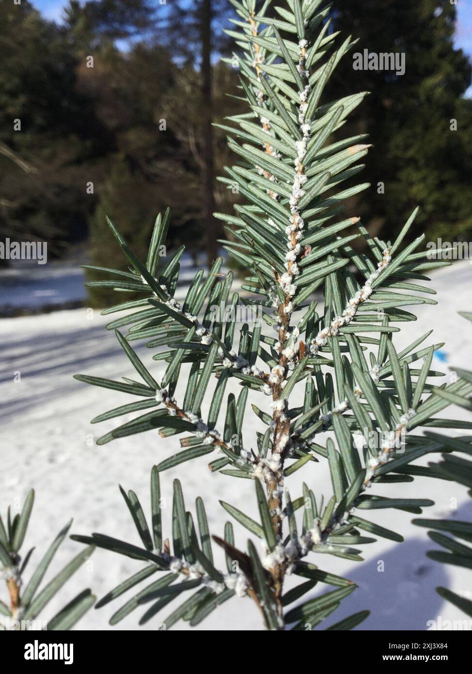 Hemlock Woolly Adelgid (Adelges tsugae) Insecta Stock Photo - Alamy
