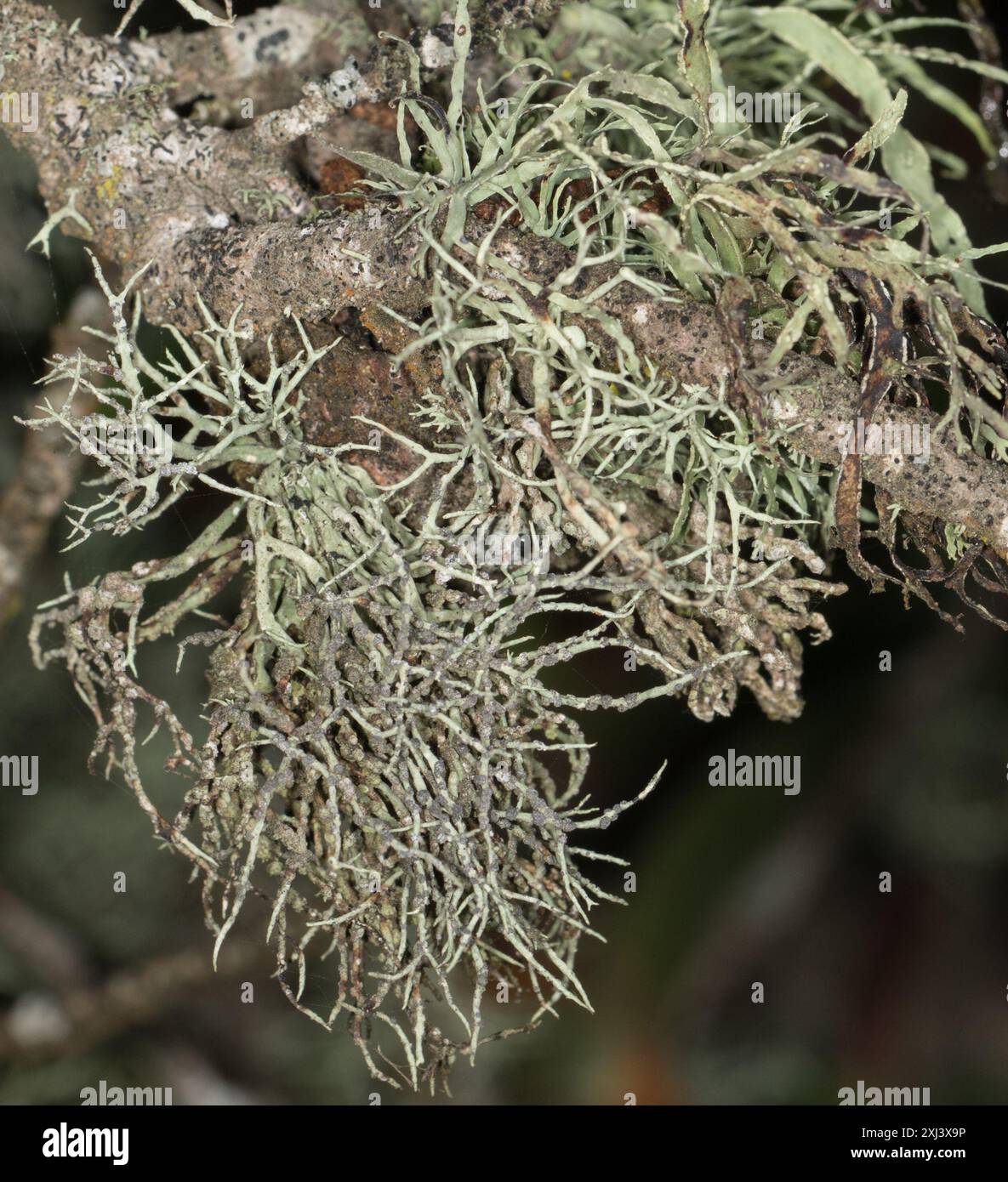 Powdery Sea-Fog Lichen (Niebla cephalota) Fungi Stock Photo - Alamy