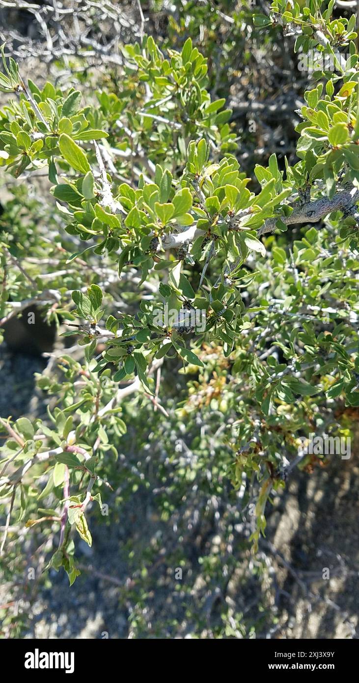 Desert Peach (Prunus andersonii) Plantae Stock Photo - Alamy