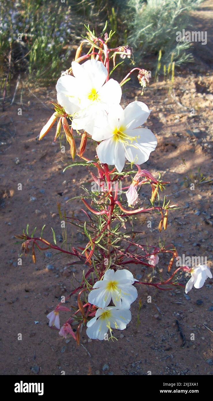 Pale Evening Primrose (Oenothera pallida) Plantae Stock Photo - Alamy