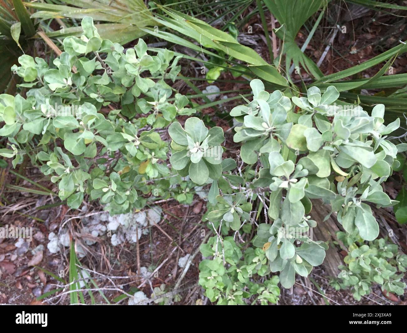 Garberia heterophylla hi-res stock photography and images - Alamy
