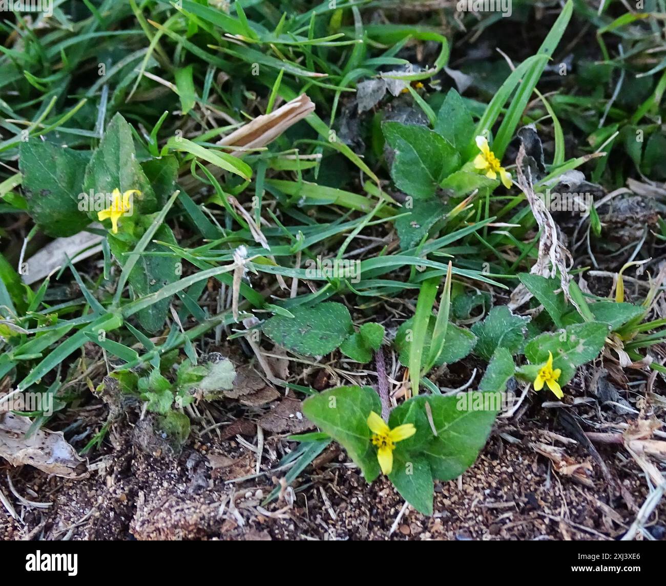 straggler daisy (Calyptocarpus vialis) Plantae Stock Photo - Alamy