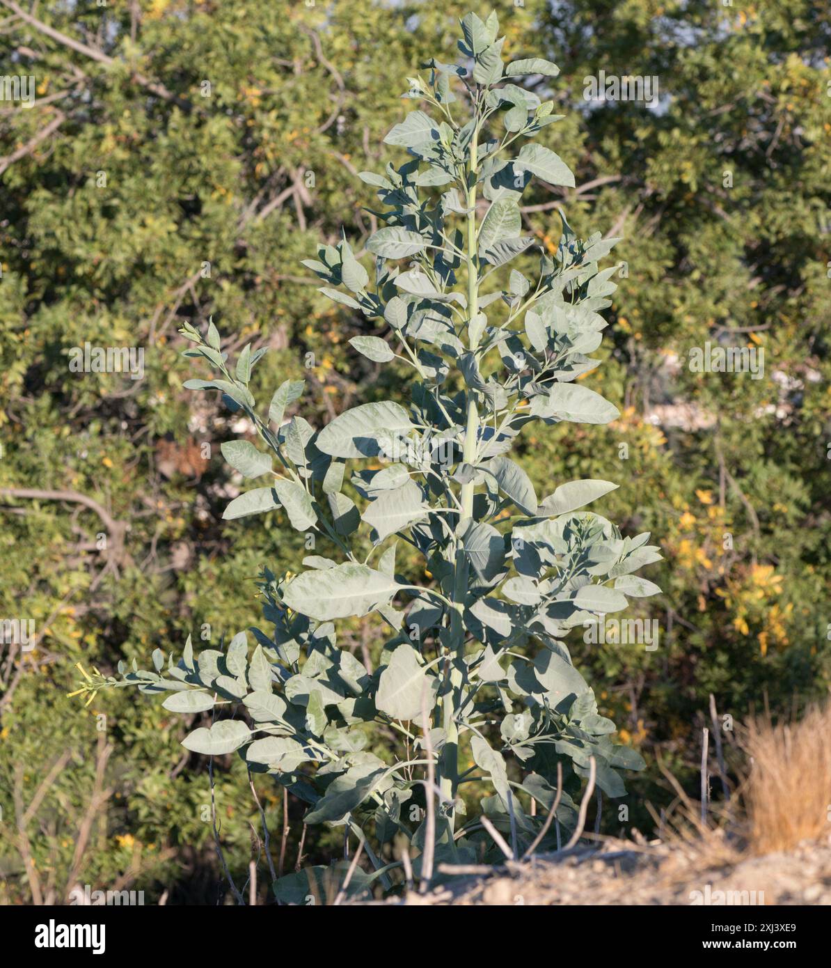 tree tobacco (Nicotiana glauca) Plantae Stock Photo - Alamy