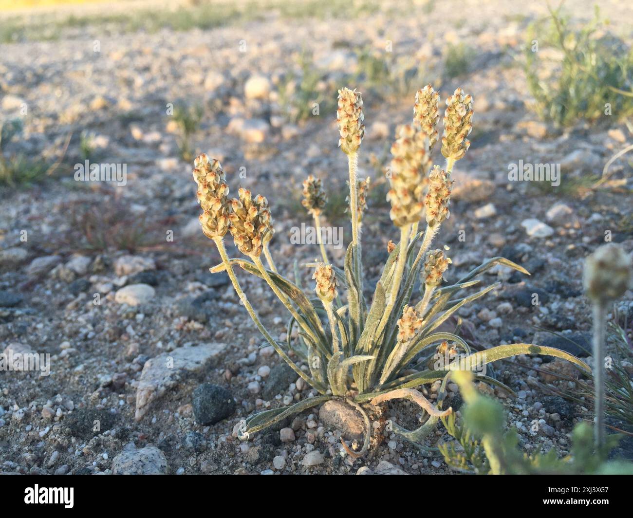 Desert Plantain (Plantago ovata) Plantae Stock Photo - Alamy