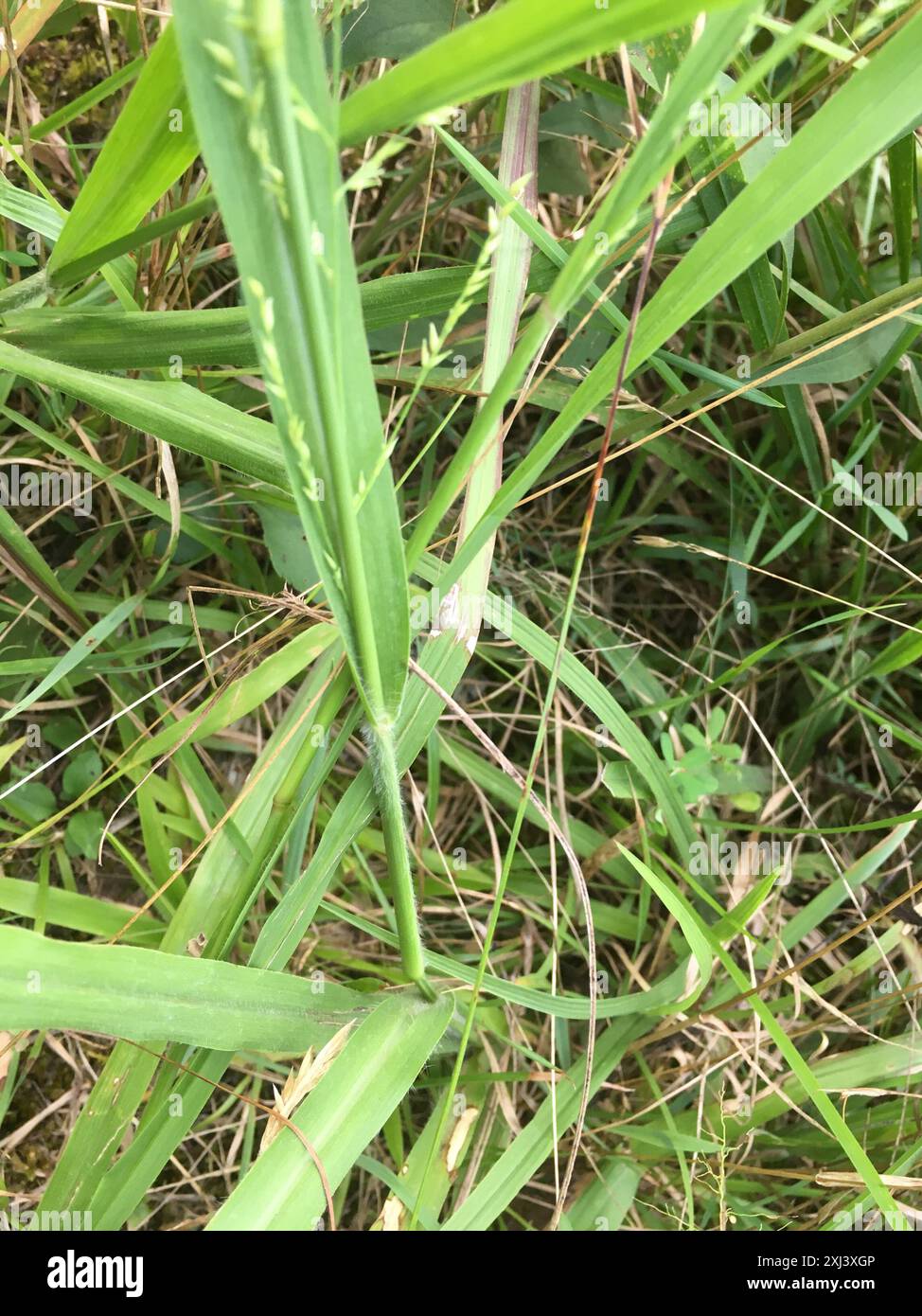 Beaked Panic Grass (Coleataenia anceps anceps) Plantae Stock Photo - Alamy