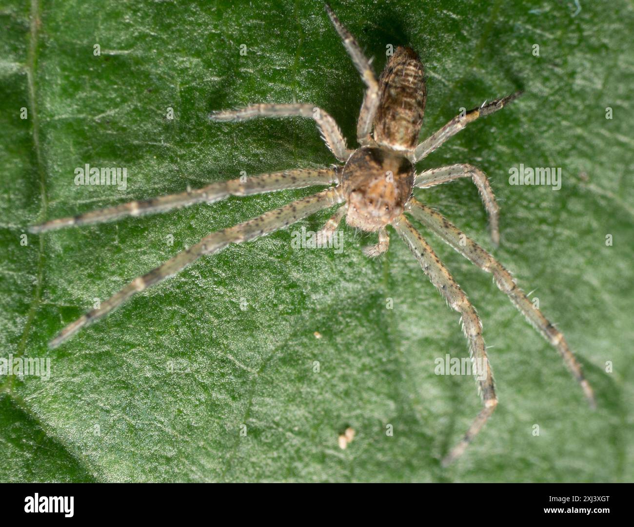 Octopus Spiders (Tmarus) Arachnida Stock Photo - Alamy