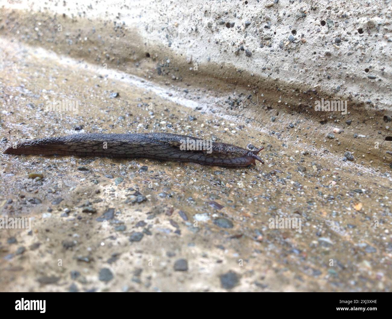 Reticulate Taildropper (Prophysaon andersonii) Mollusca Stock Photo - Alamy