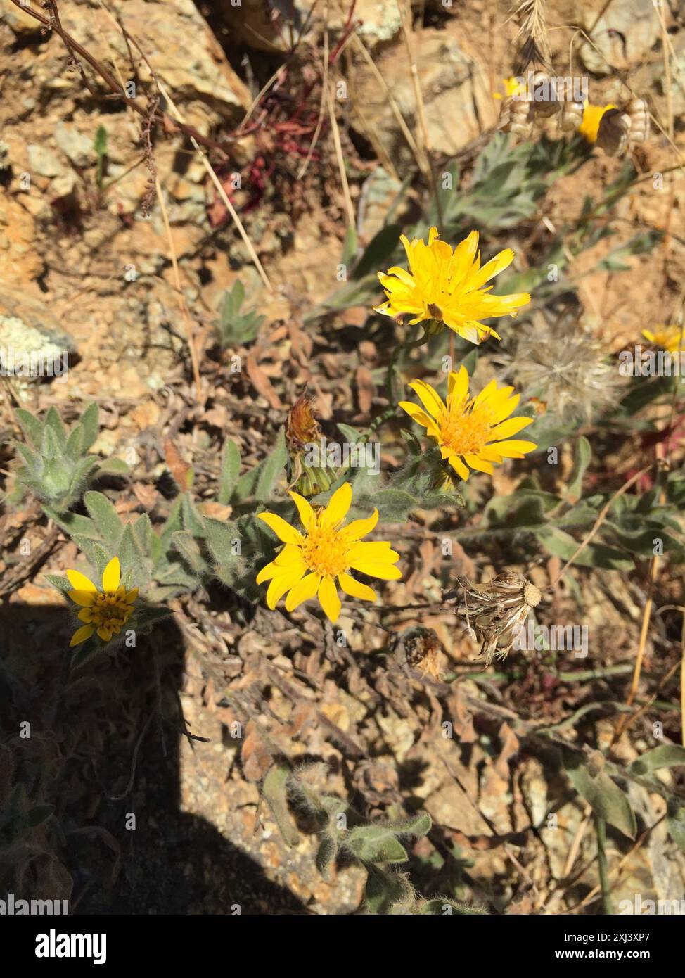 Bolander's goldenaster (Heterotheca sessiliflora bolanderi) Plantae ...
