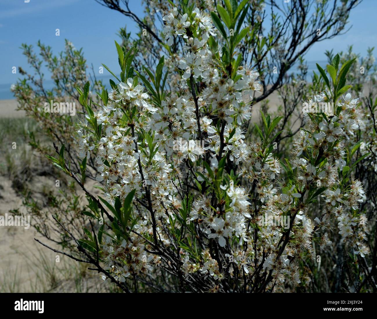 sand cherry (Prunus pumila) Plantae Stock Photo - Alamy