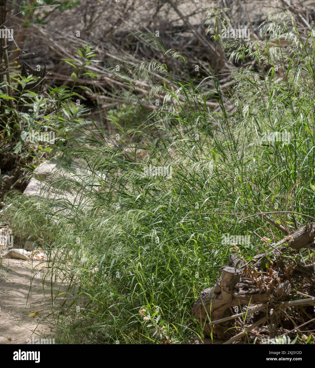 Smilo Grass (Oloptum miliaceum) Plantae Stock Photo - Alamy