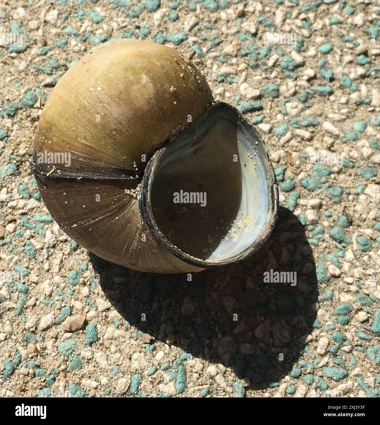 Chinese Mystery Snail (Cipangopaludina chinensis) Mollusca Stock Photo ...