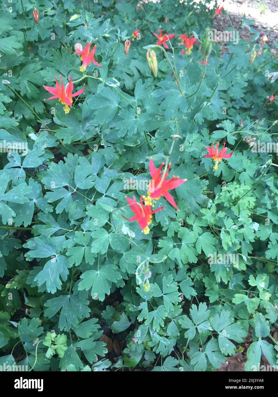 western columbine (Aquilegia formosa) Plantae Stock Photo - Alamy