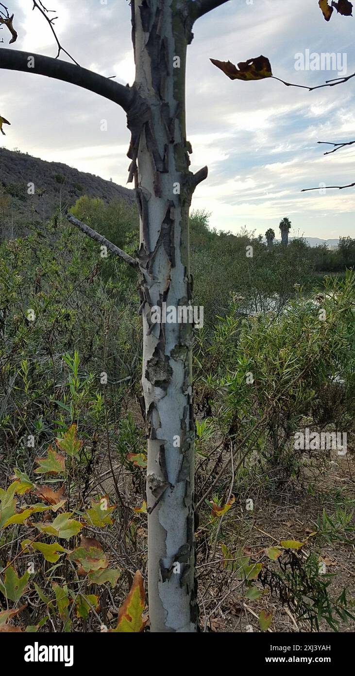 western sycamore (Platanus racemosa) Plantae Stock Photo - Alamy