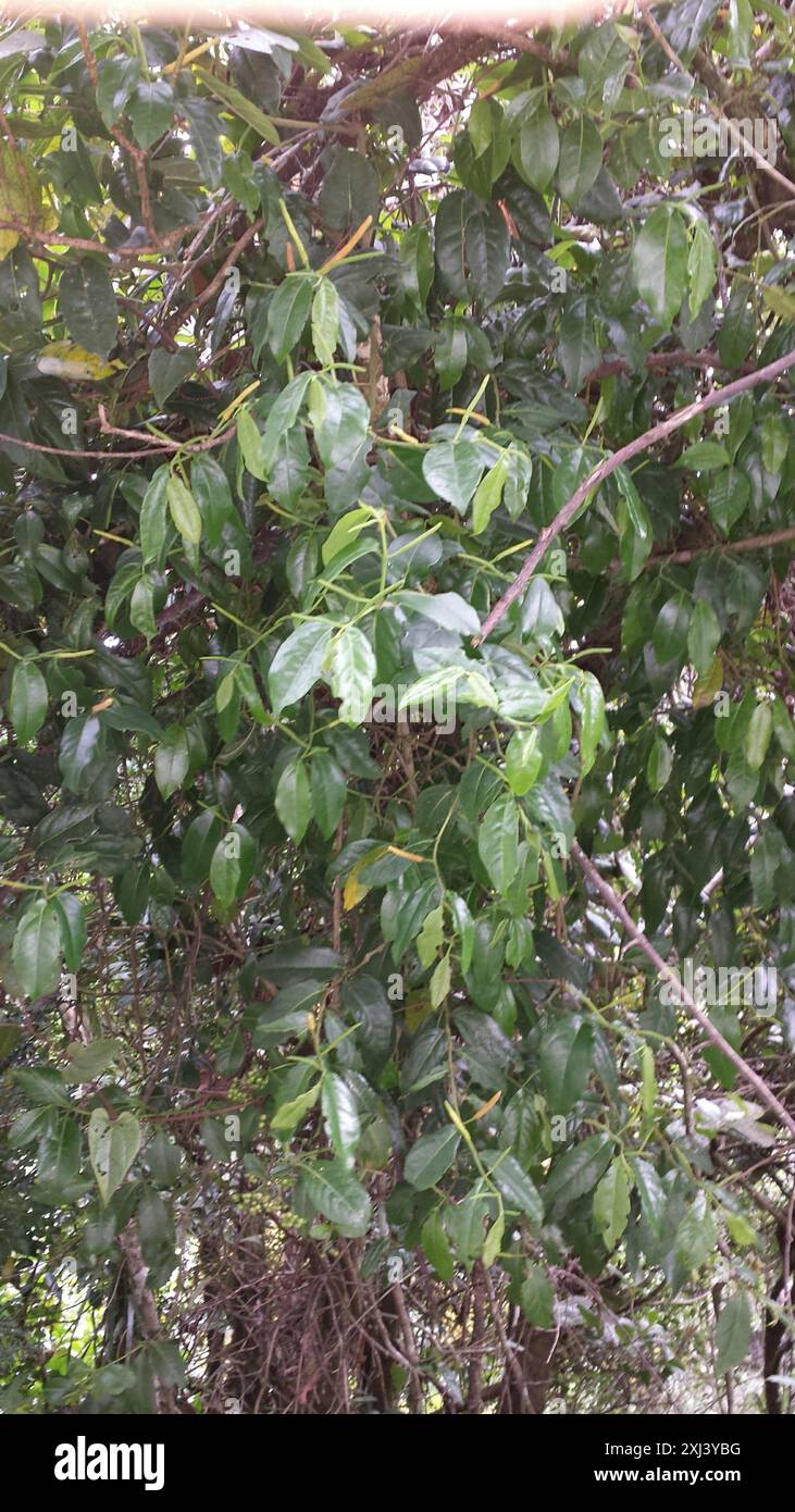 pepper plants (Piper) Plantae Stock Photo - Alamy