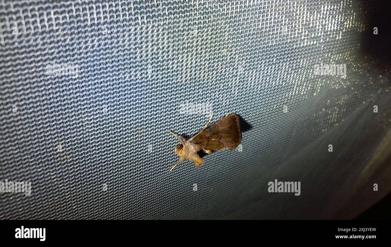 Argyrogramma verruca hi-res stock photography and images - Alamy