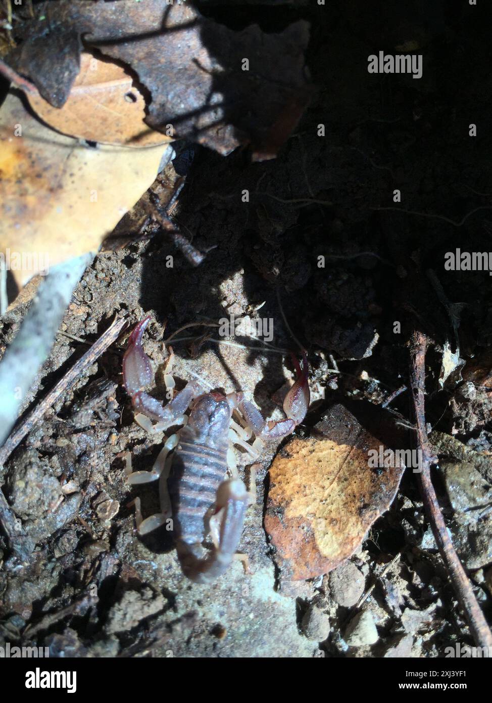 Uroctonus hi-res stock photography and images - Alamy