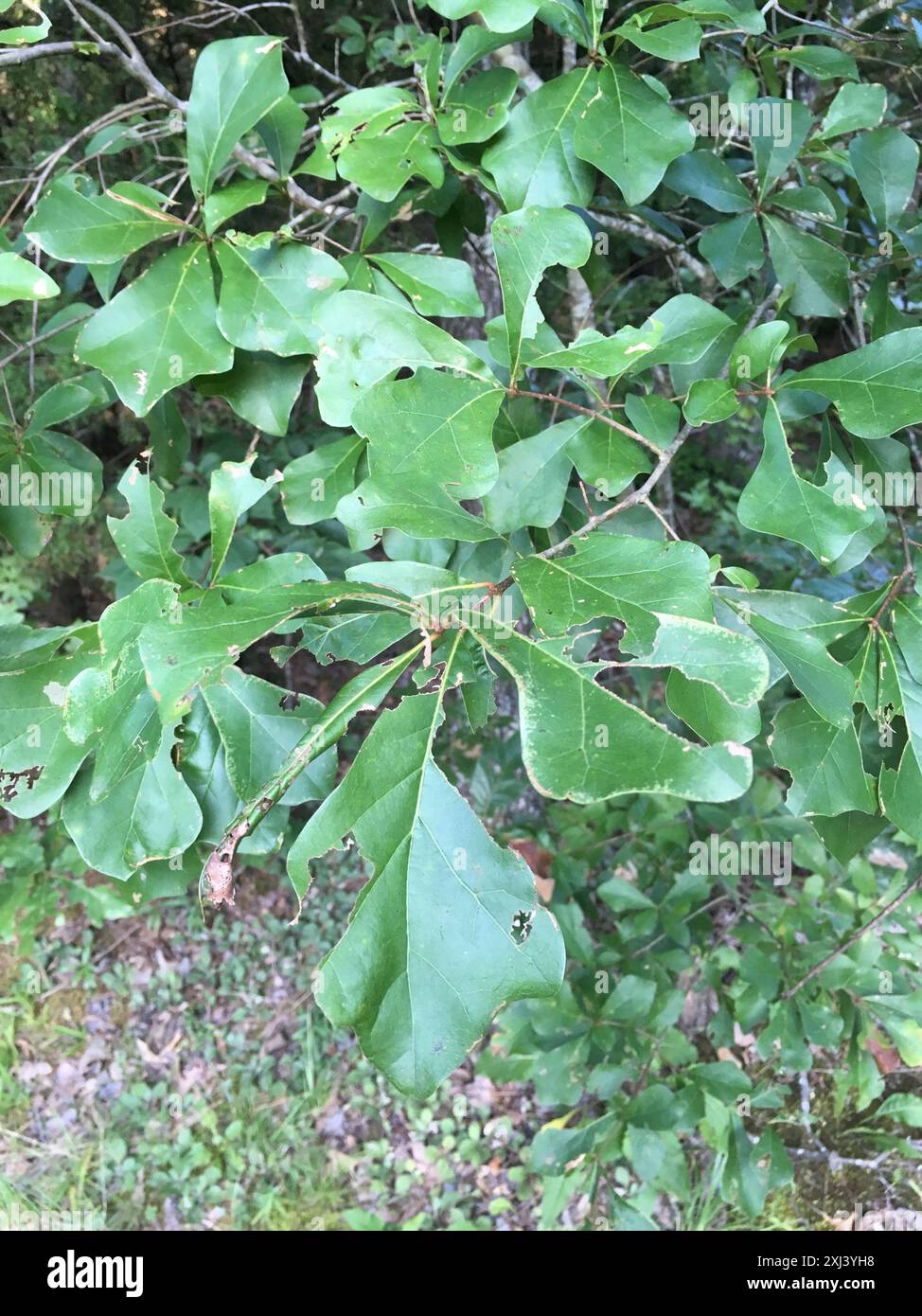 water oak (Quercus nigra) Plantae Stock Photo - Alamy
