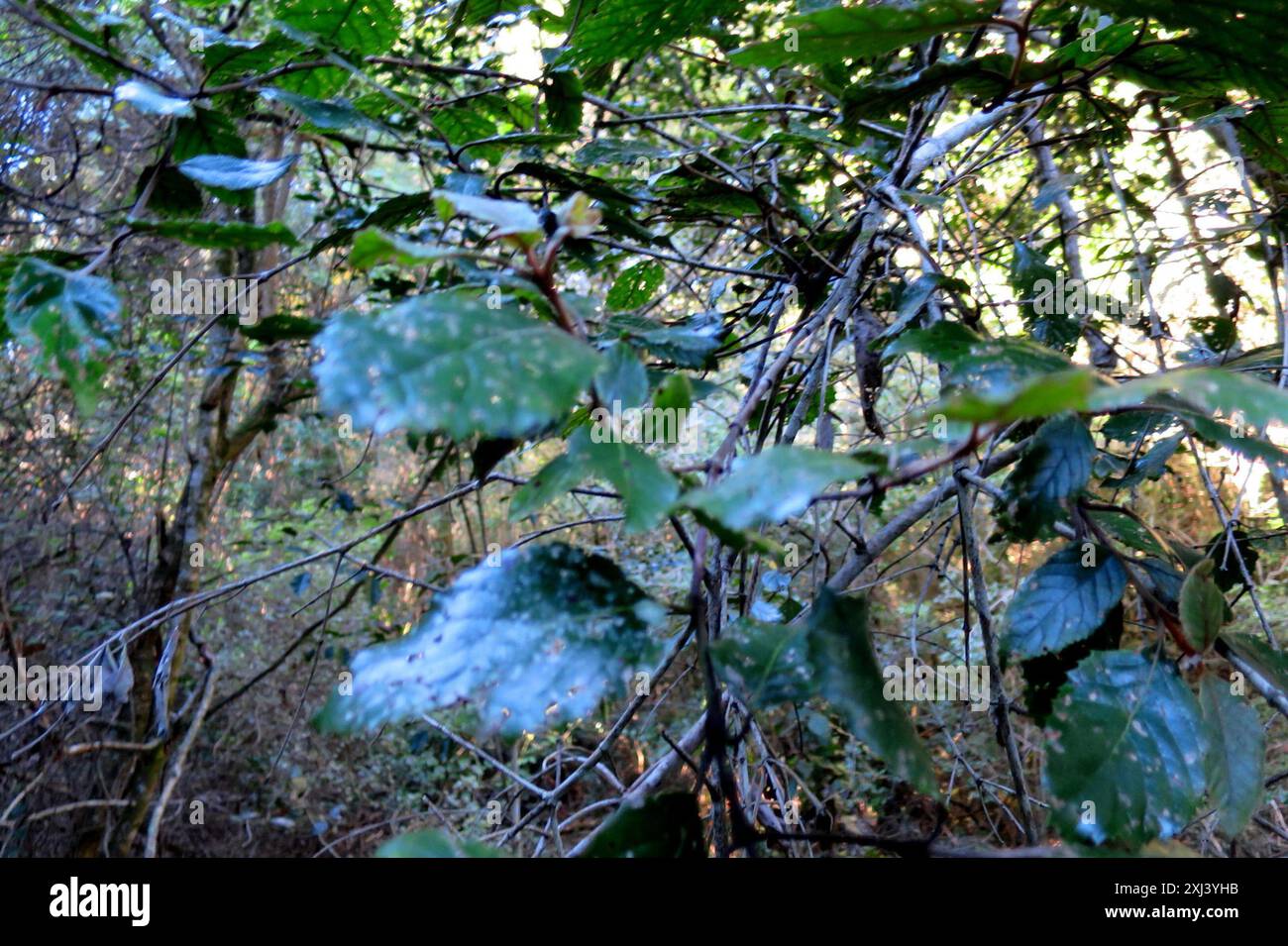 Assegai tree hi-res stock photography and images - Alamy