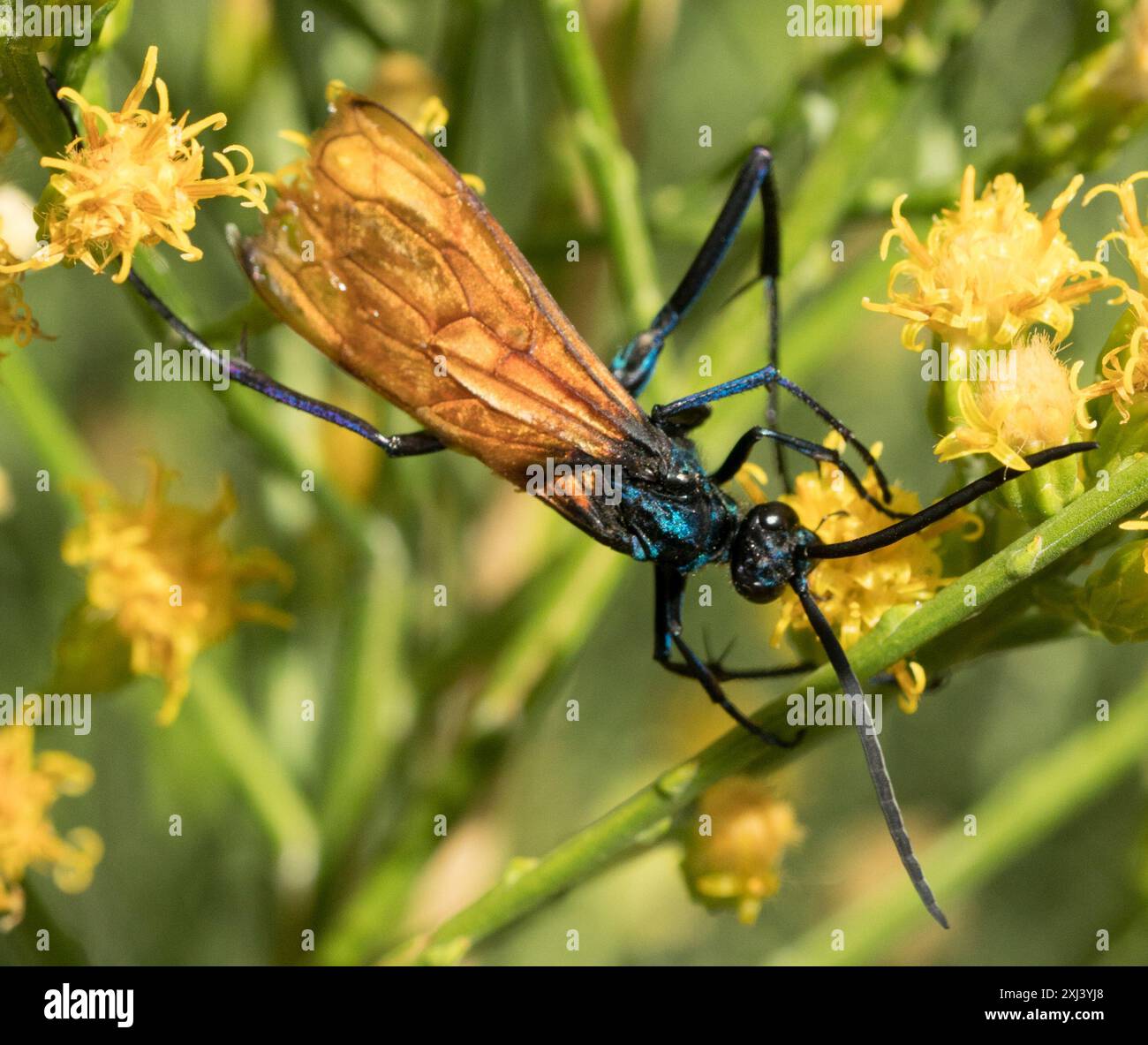 New world tarantula hawk hi-res stock photography and images - Alamy