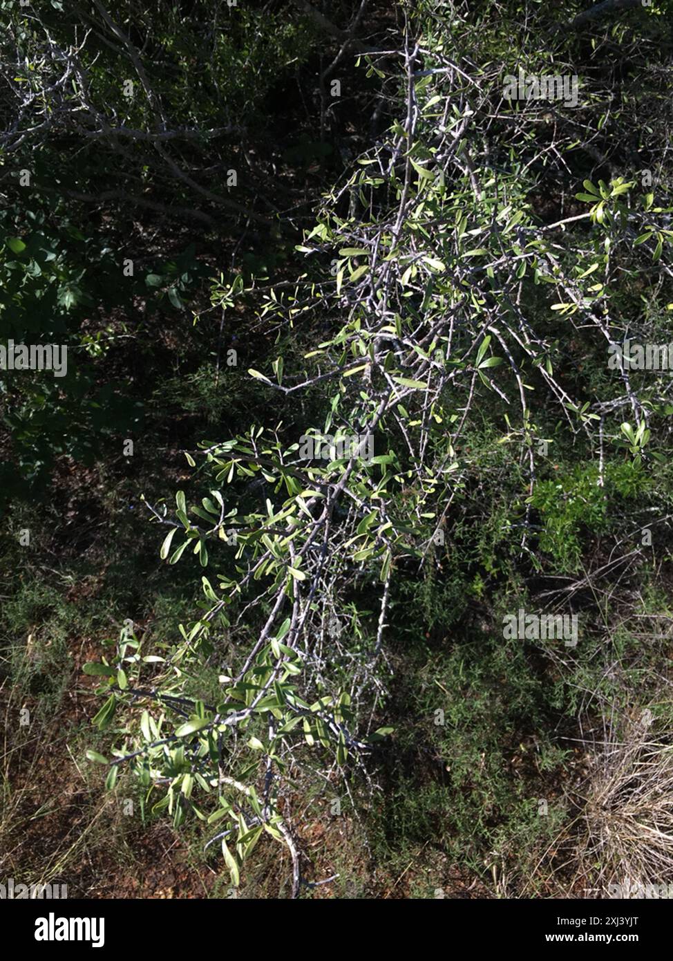 Forestiera angustifolia hi-res stock photography and images - Alamy