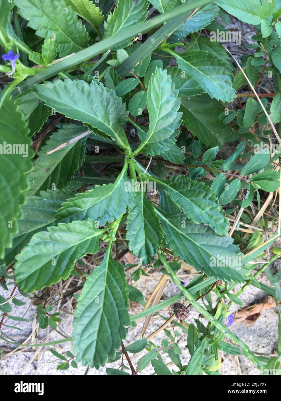 Blue Porterweed (Stachytarpheta jamaicensis) Plantae Stock Photo - Alamy